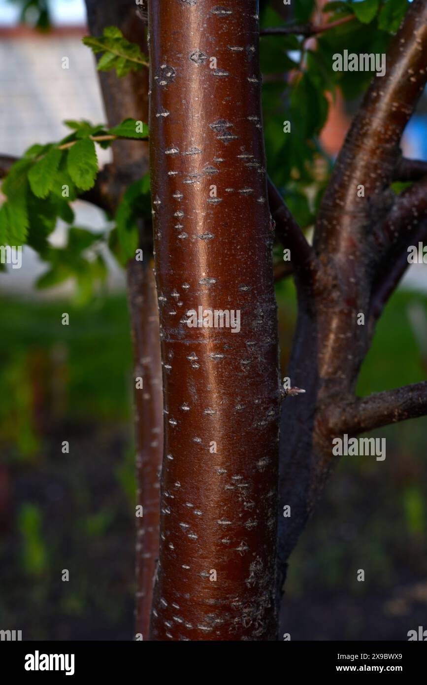 The red trunk of a rowan tree. The red bark of the tree Stock Photo - Alamy