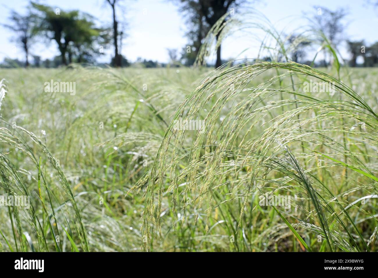 EtHIOPIA, Central Ethiopia, town Kibet, fields with Teff (Eragrostis ...