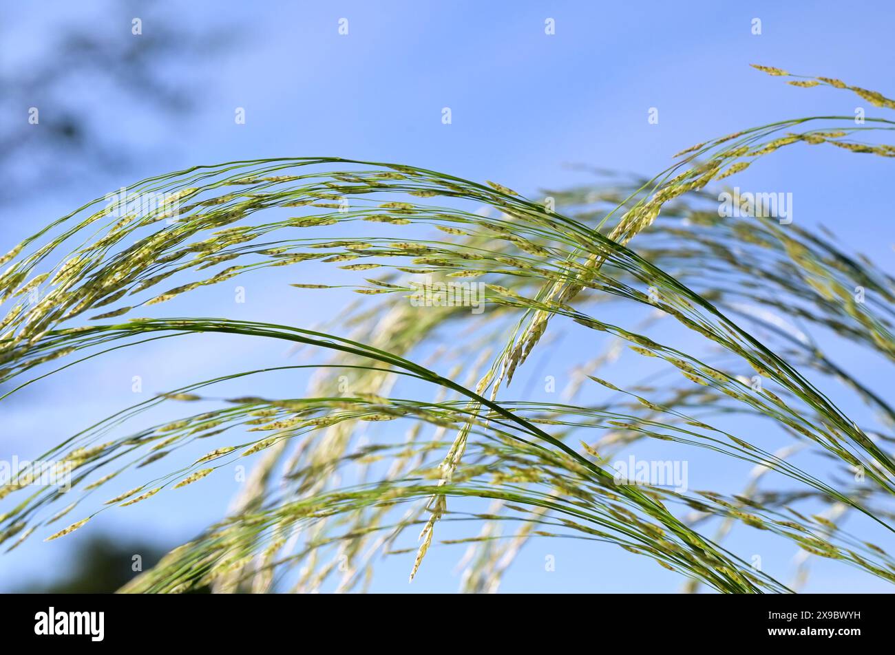 EtHIOPIA, Central Ethiopia, town Kibet, fields with Teff (Eragrostis ...