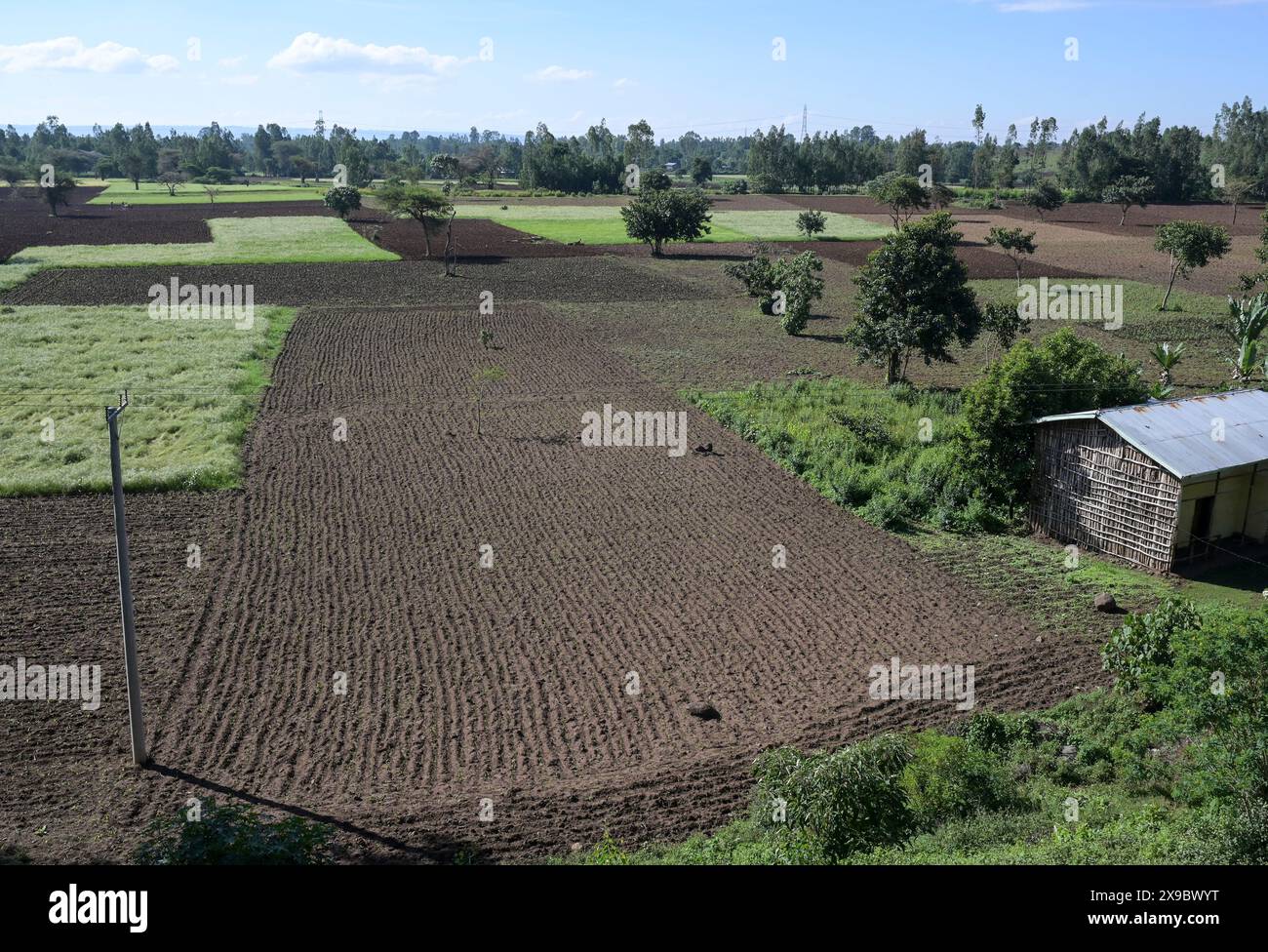 EtHIOPIA, Central Ethiopia, town Kibet, light green fields with Teff ...