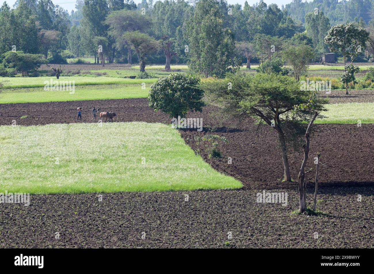 EtHIOPIA, Central Ethiopia, town Kibet, fresh ploughed field with maize ...