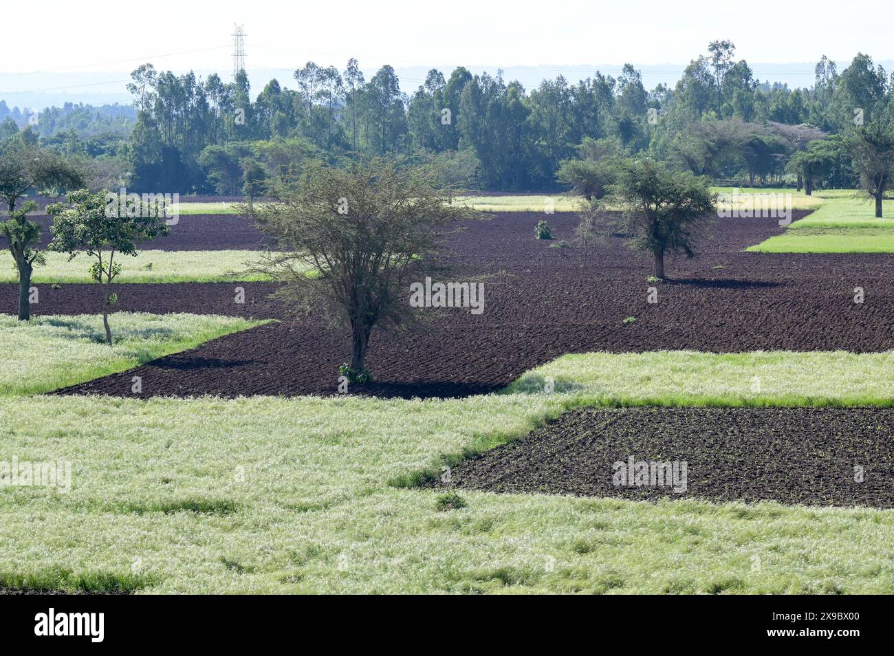 EtHIOPIA, Central Ethiopia, town Kibet, fresh ploughed field with maize ...