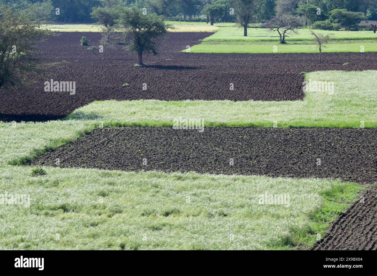 EtHIOPIA, Central Ethiopia, town Kibet, fresh ploughed field with maize ...