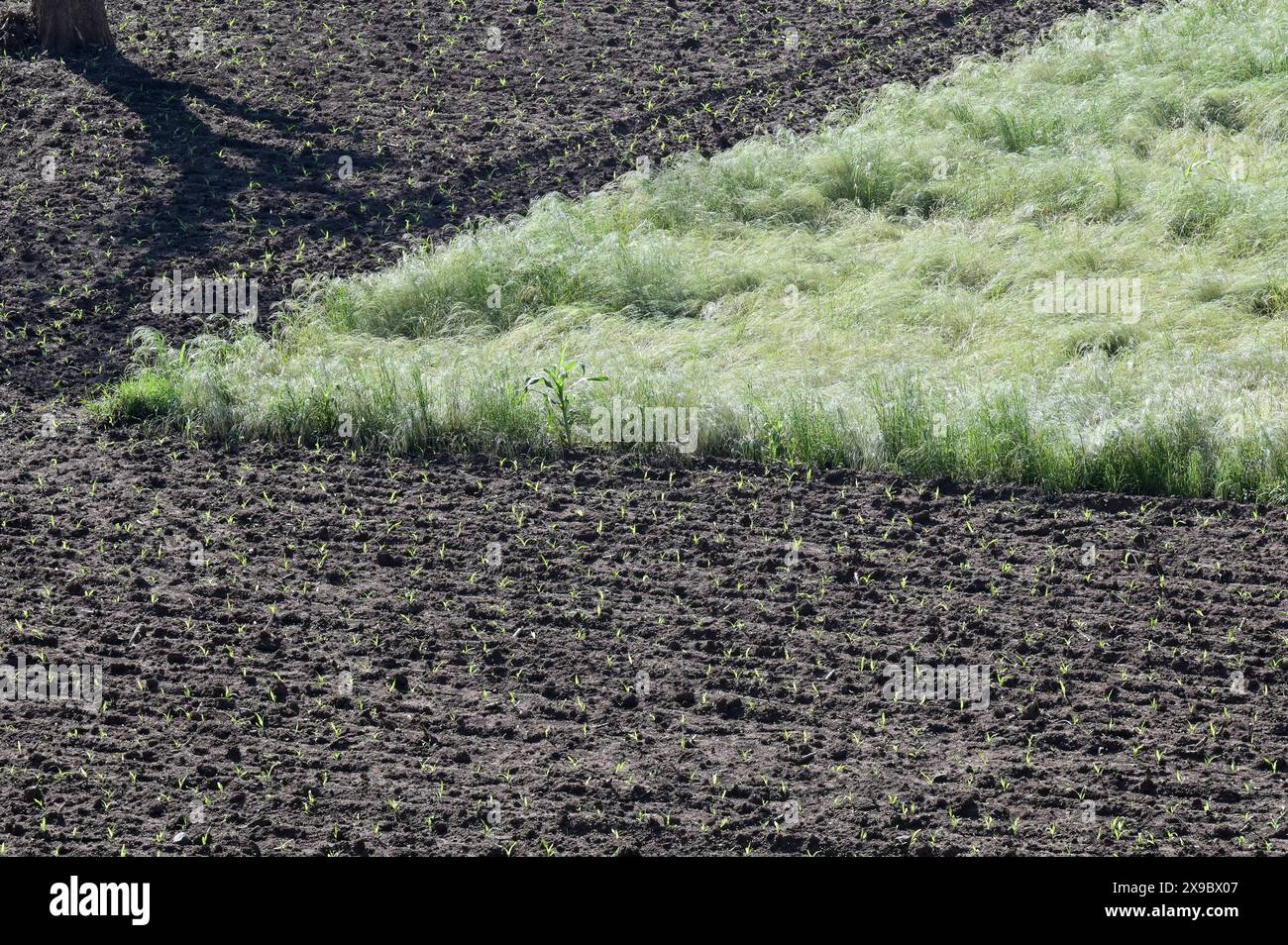 EtHIOPIA, Central Ethiopia, town Kibet, fresh ploughed field with maize ...