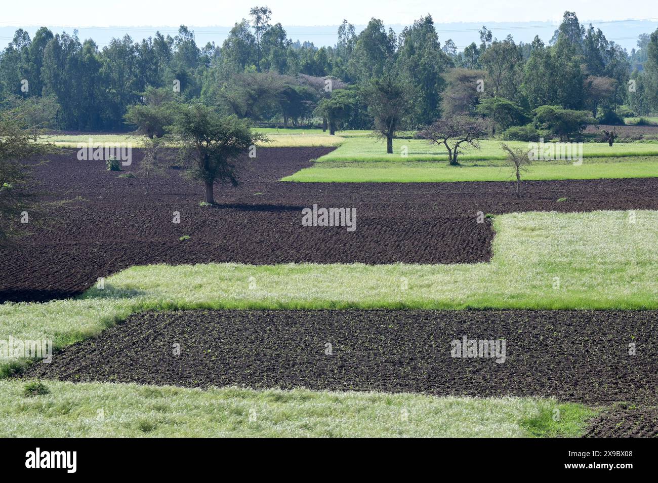 Lokale sorten hi-res stock photography and images - Alamy