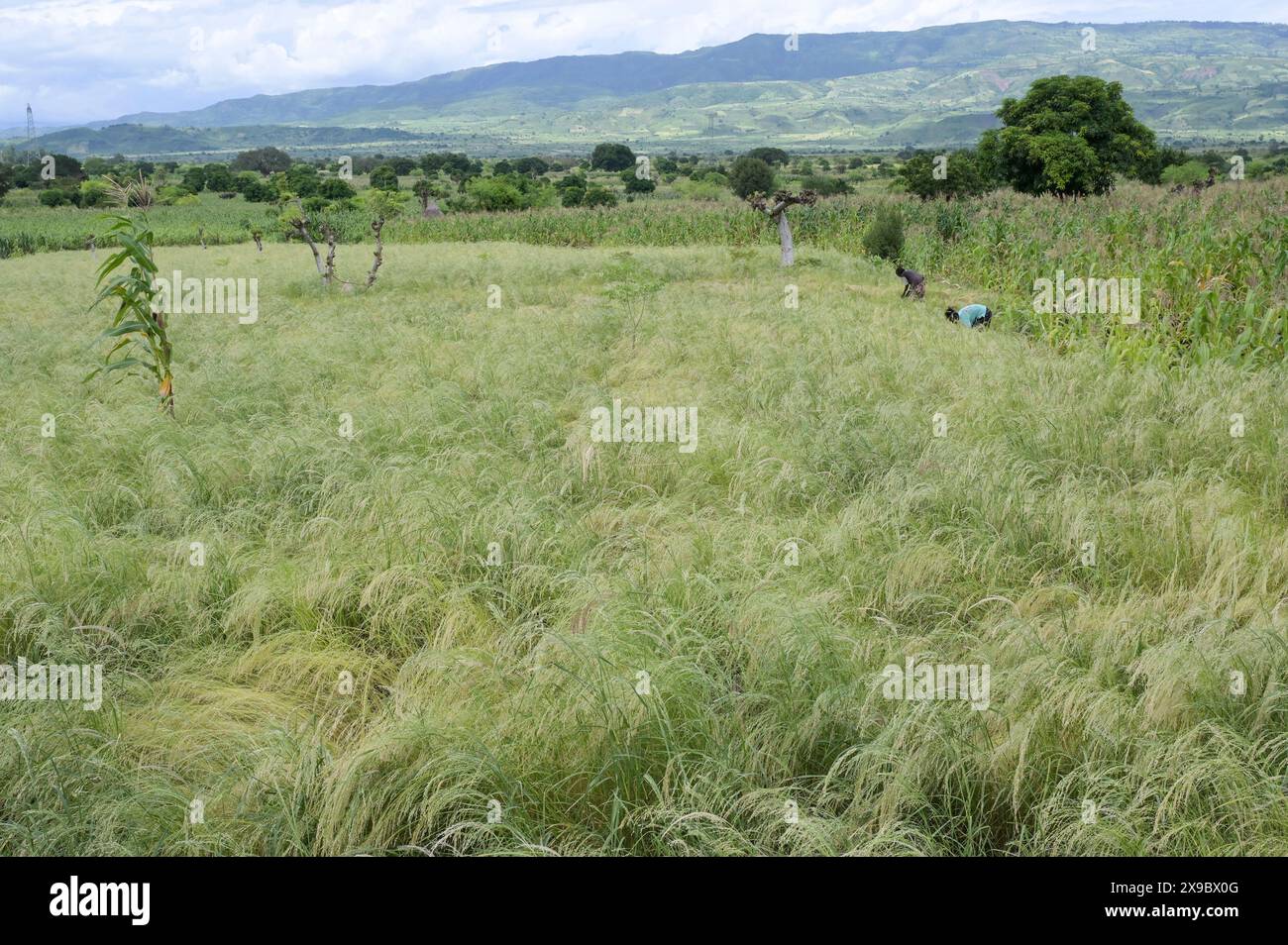 EtHIOPIA, region South Ethiopia, town Gato, mixed farming, maize field ...