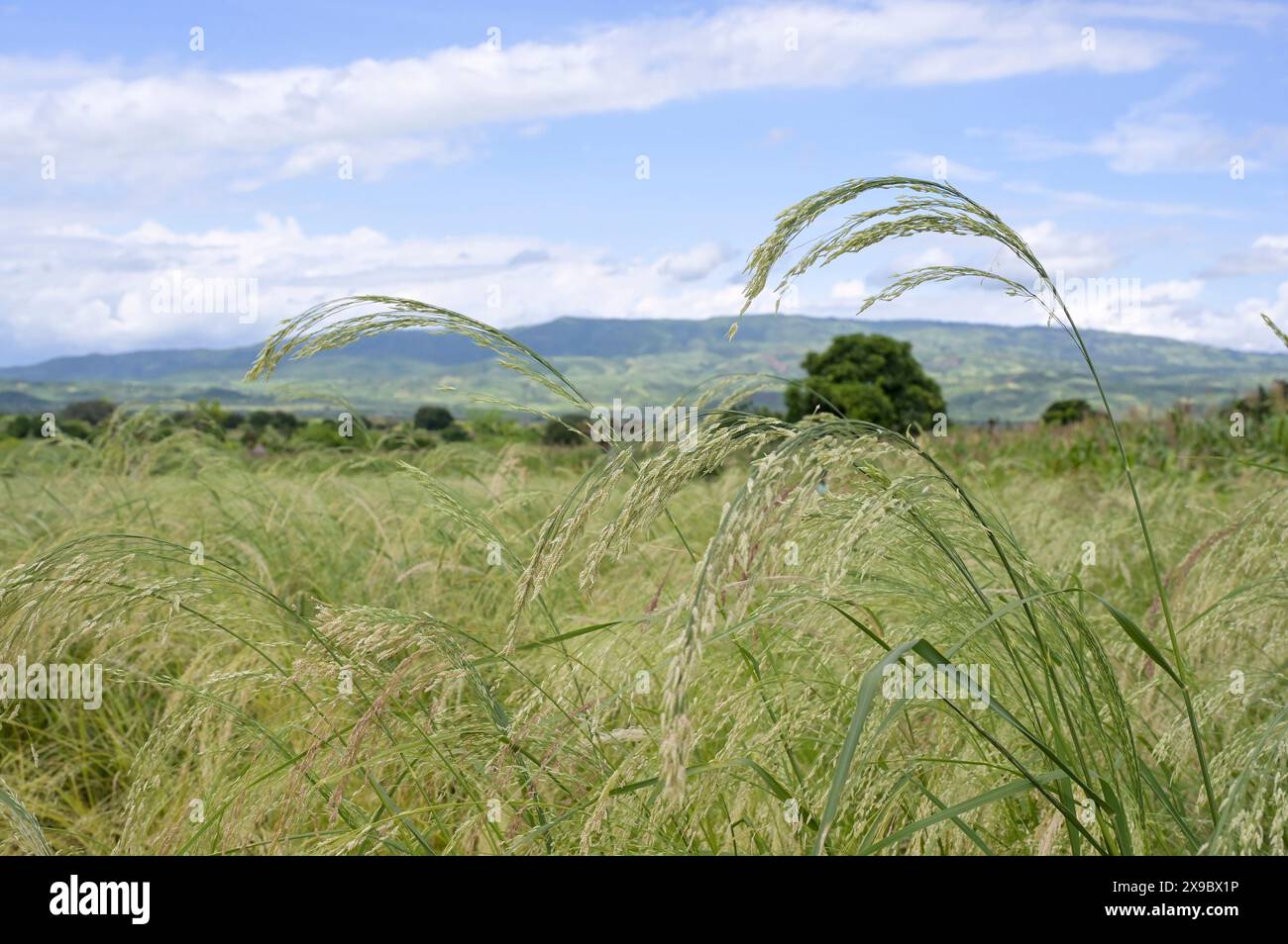 EtHIOPIA, region South Ethiopia, town Gato, fields with Teff ...