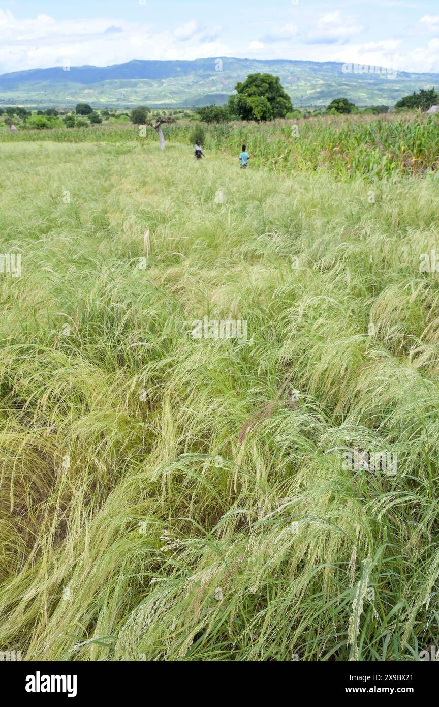 EtHIOPIA, region South Ethiopia, town Gato, fields with Teff ...
