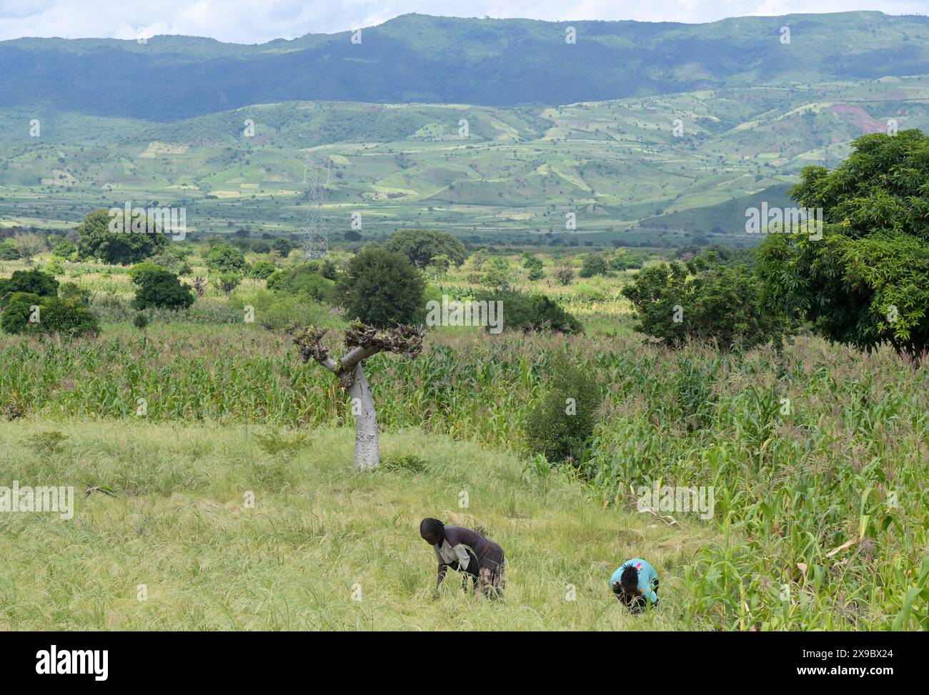 EtHIOPIA, region South Ethiopia, town Gato, mixed farming, maize field ...