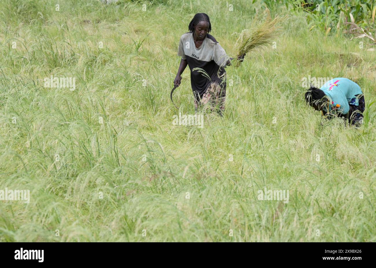 EtHIOPIA, region South Ethiopia, town Gato, women harvest Teff ...