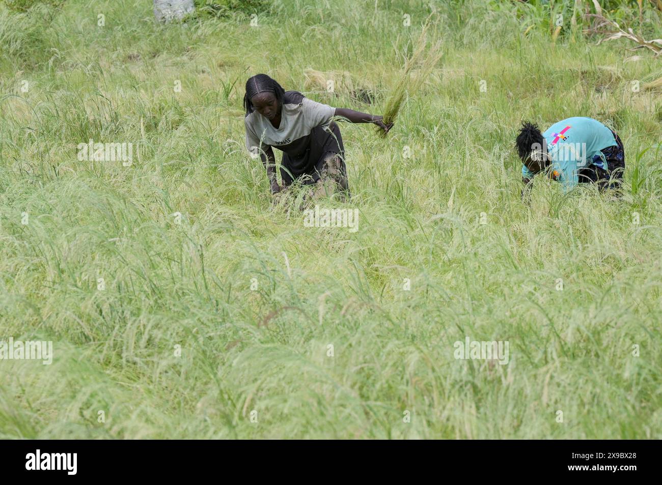 EtHIOPIA, region South Ethiopia, town Gato, women harvest Teff ...