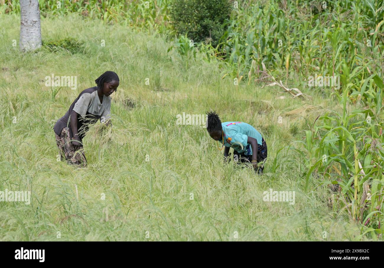 EtHIOPIA, region South Ethiopia, town Gato, mixed farming, maize field ...