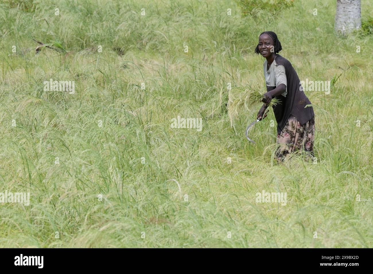 EtHIOPIA, region South Ethiopia, town Gato, woman with sickle harvest ...