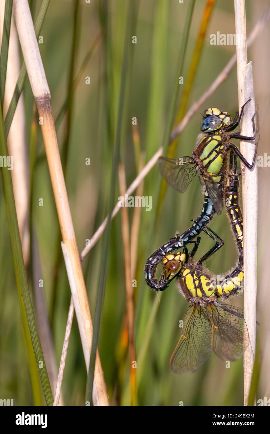 hairy dragonflies mating Stock Photo - Alamy