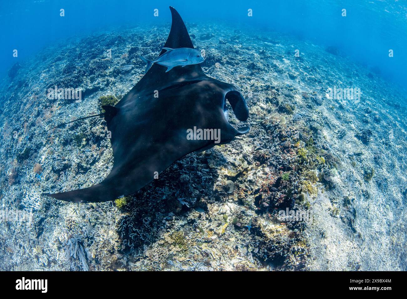reef manta ray, Mobula alfredi, black color morph, accompanied by a ...