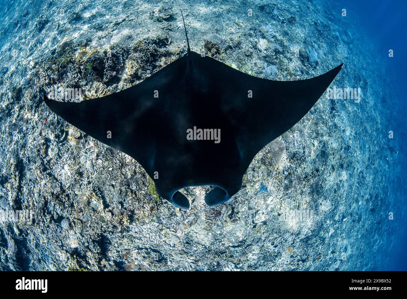 reef manta ray, Mobula alfredi, black color morph, visiting a cleaning ...