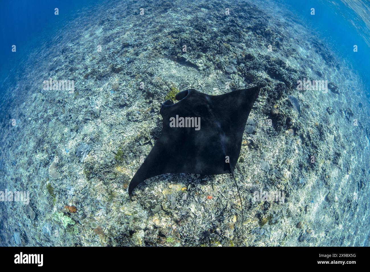 reef manta ray, Mobula alfredi, black color morph, accompanied by a ...