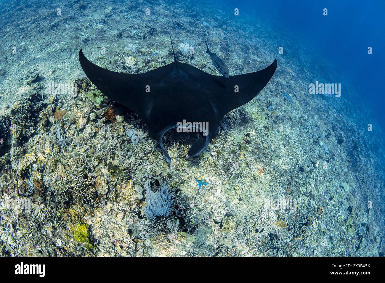 reef manta ray, Mobula alfredi, black color morph, accompanied by a ...