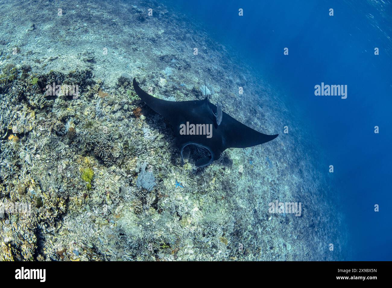 reef manta ray, Mobula alfredi, black color morph, accompanied by a ...