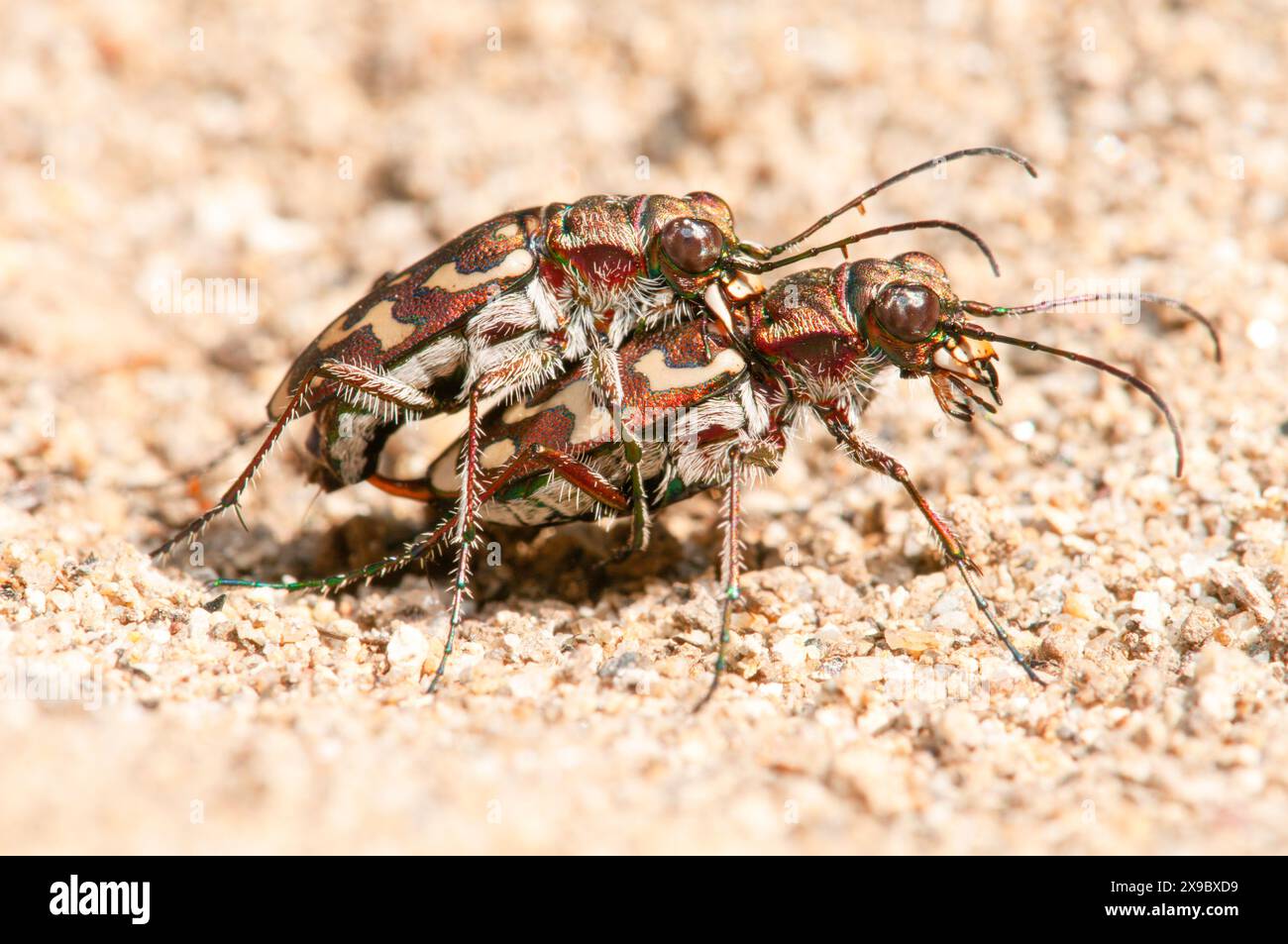 Southern european insects hi-res stock photography and images - Alamy