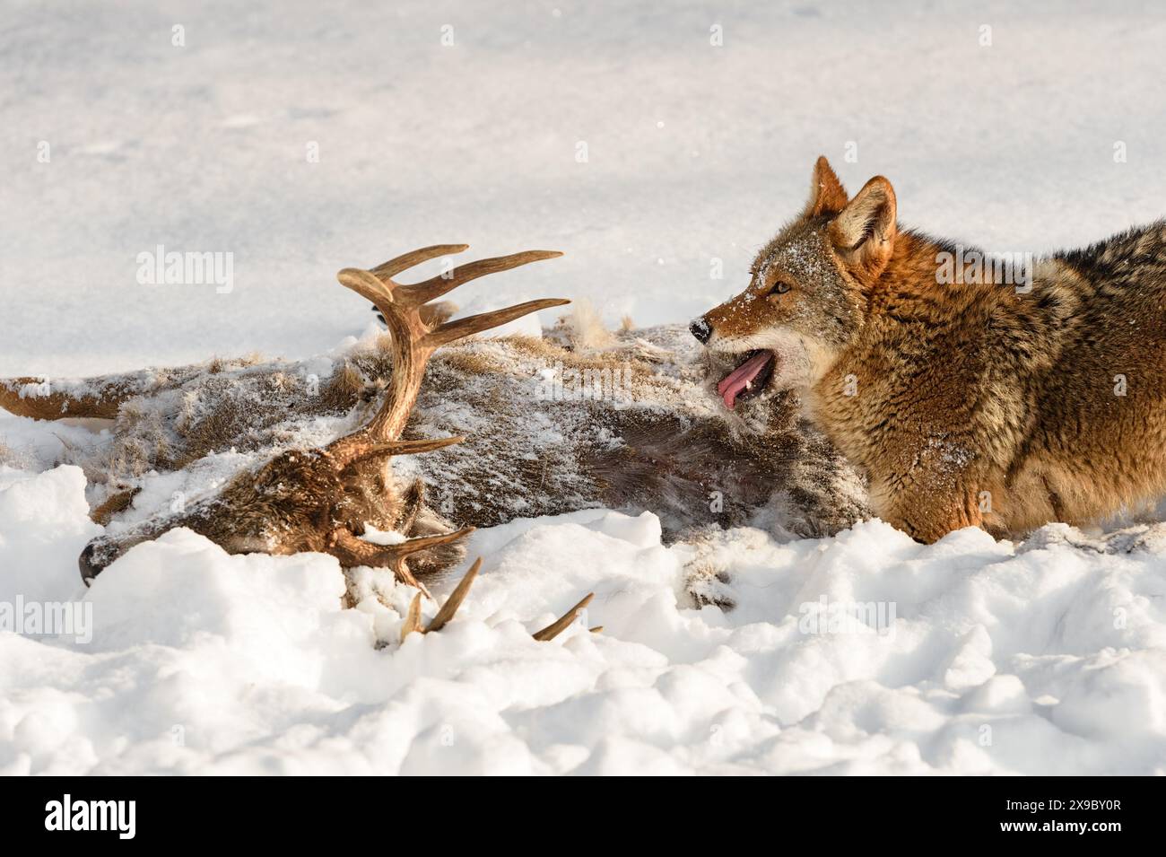 Coyote (Canis latrans) Leans on Deer Carcass Tongue Touching It Winter ...