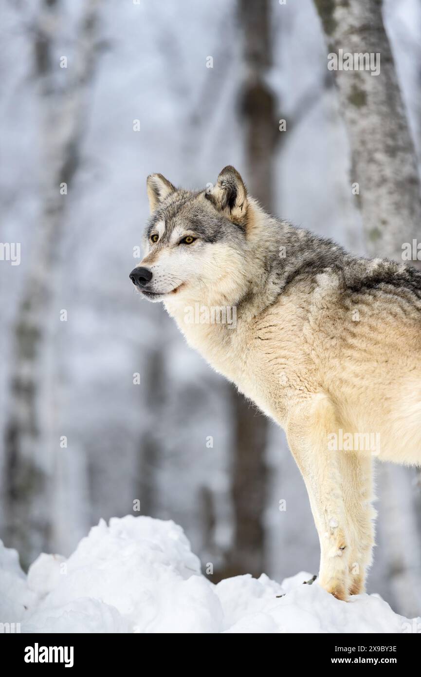 Grey Wolf (Canis lupus) Looks Slightly Left Winter - captive animal ...