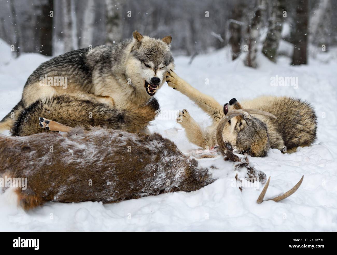 Grey Wolf (Canis lupus) Paws at Face of Snarling Packmate at Deer ...