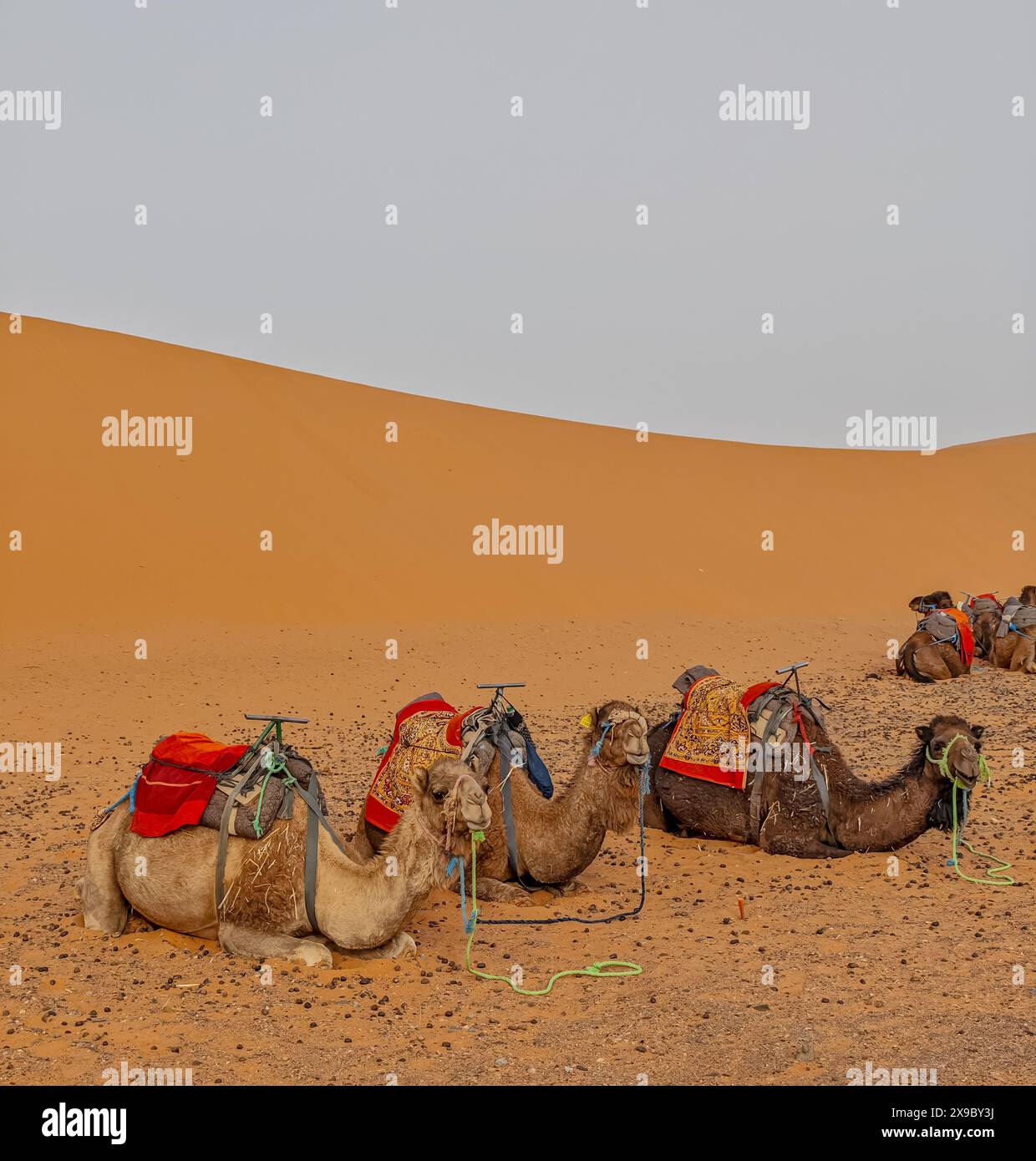 Camels laying and posing in the Sahara desert sand in Merzougha ...