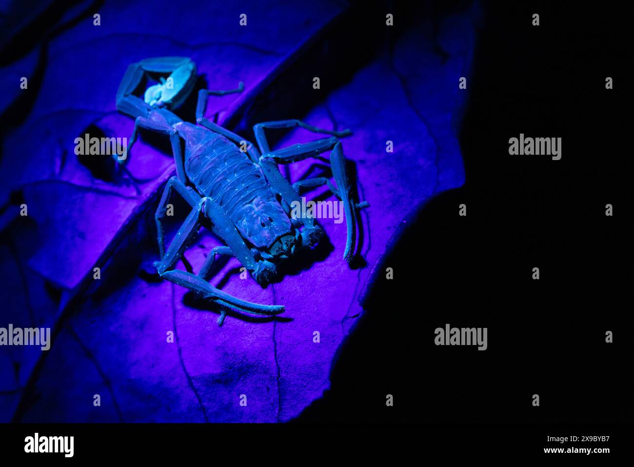 Rainforest scorpion waiting for prey in leaf litter on the jungle floor ...