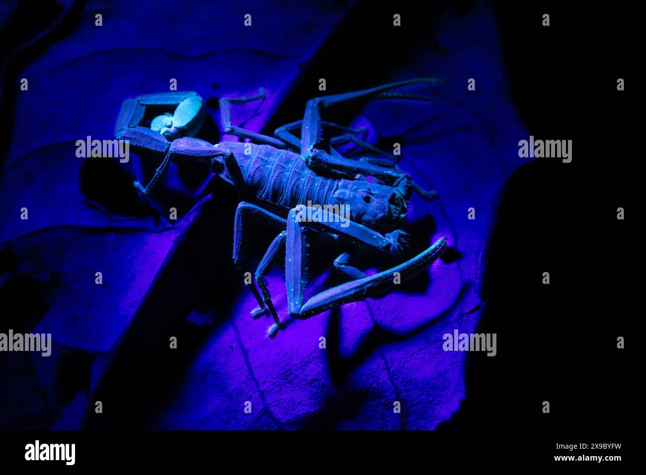 Rainforest scorpion waiting for prey in leaf litter on the jungle floor ...