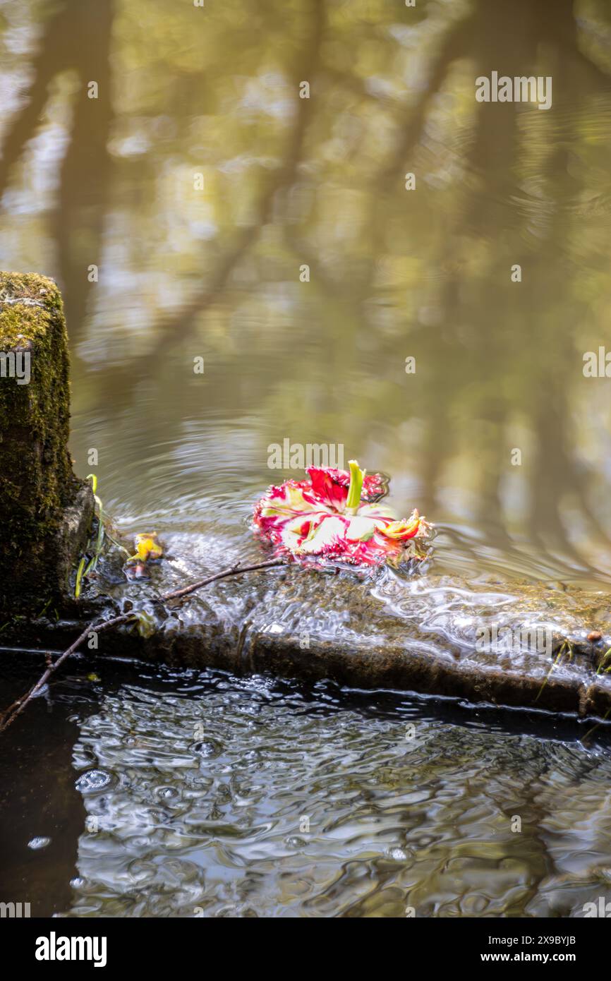 Head of tulip cut and floating on water. Reflection of trees on water ...