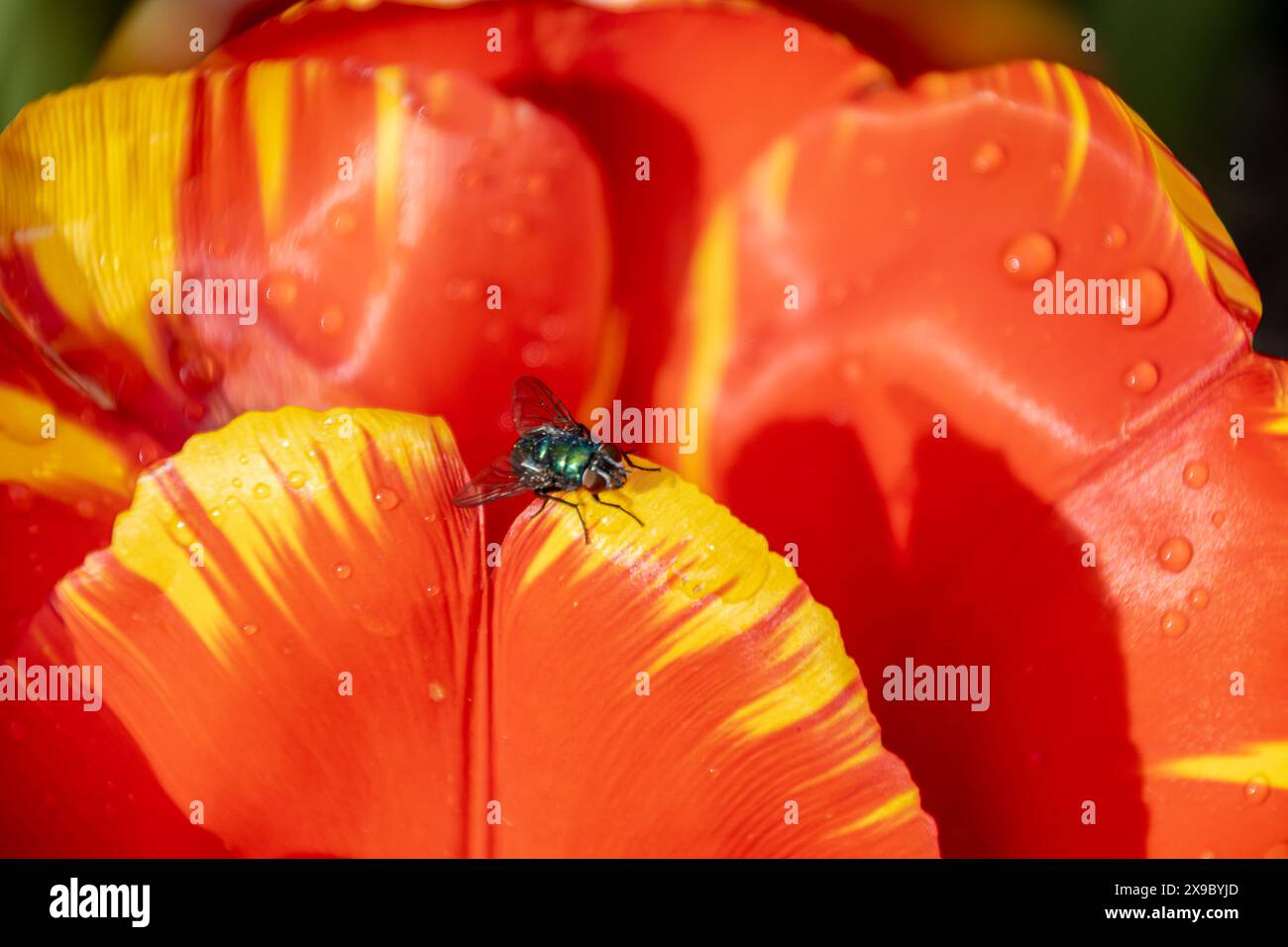 Close-up view of a domestic fly and water drops on yellow and orange ...