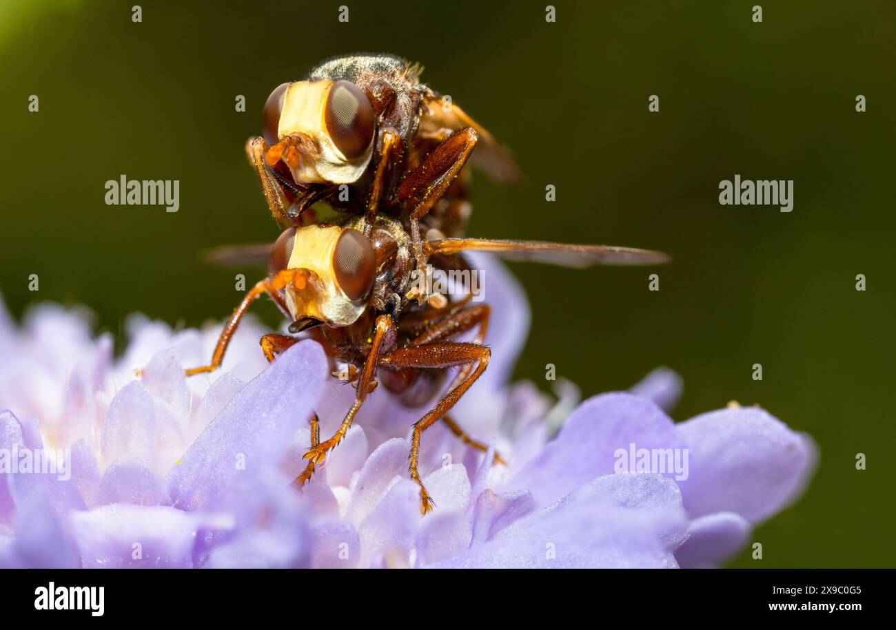 Mating pair of bee-grabber flies. Parasitic insects that look comical ...