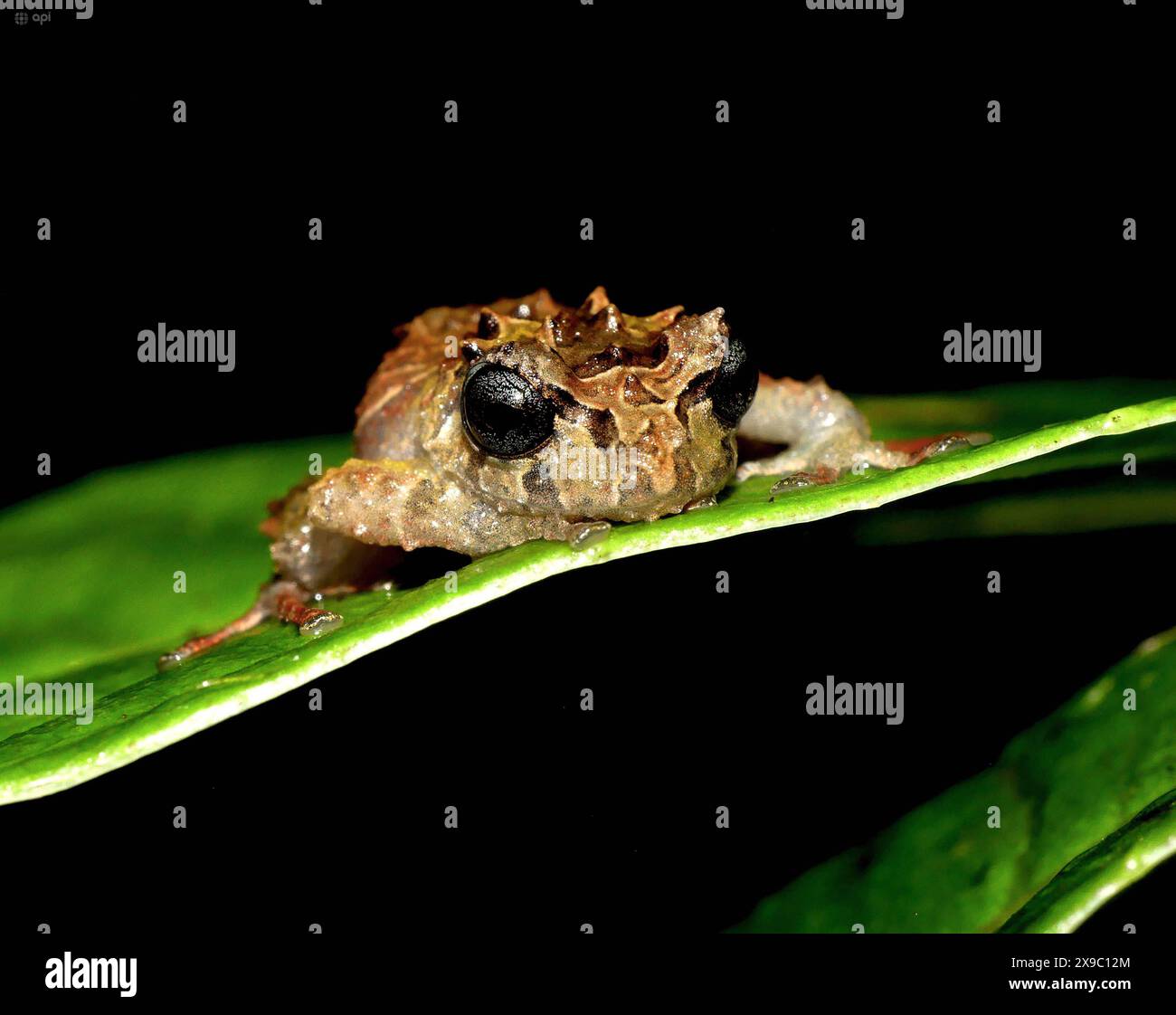 INABIO PRESENTS DOCUMENT NEW SPECIES Quito May 30, 2024 INABIO ...