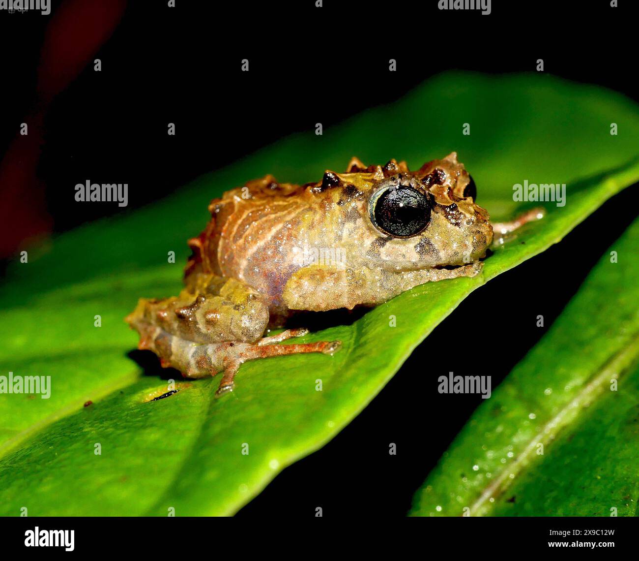 INABIO PRESENTS DOCUMENT NEW SPECIES Quito May 30, 2024 INABIO ...