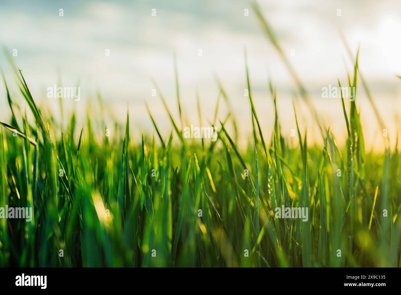 Simple background - green fresh grass lawn. Natural meadow swaying by ...