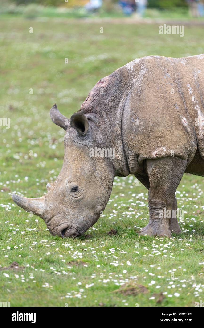 Portrait of a southern white rhinoceros (ceratotherium simum simum) in ...