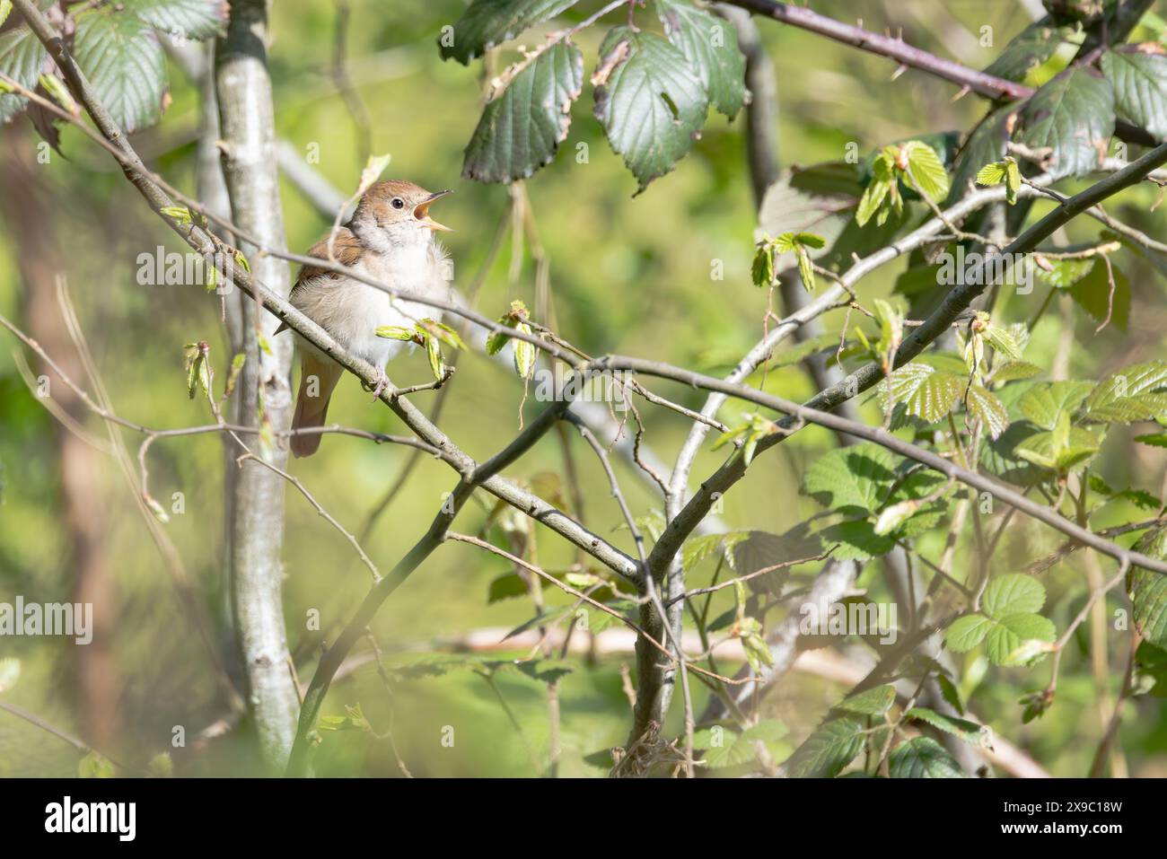 nightingale singing in early Spring, Kent, UK Stock Photo - Alamy
