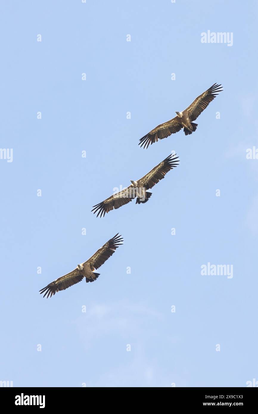 Trio of vultures hi-res stock photography and images - Alamy