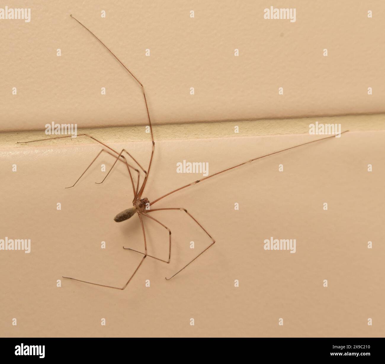 Spider, an air-breathing arthropod, Scientific name: Araneae, Class: Arachnida, on white tiles ...