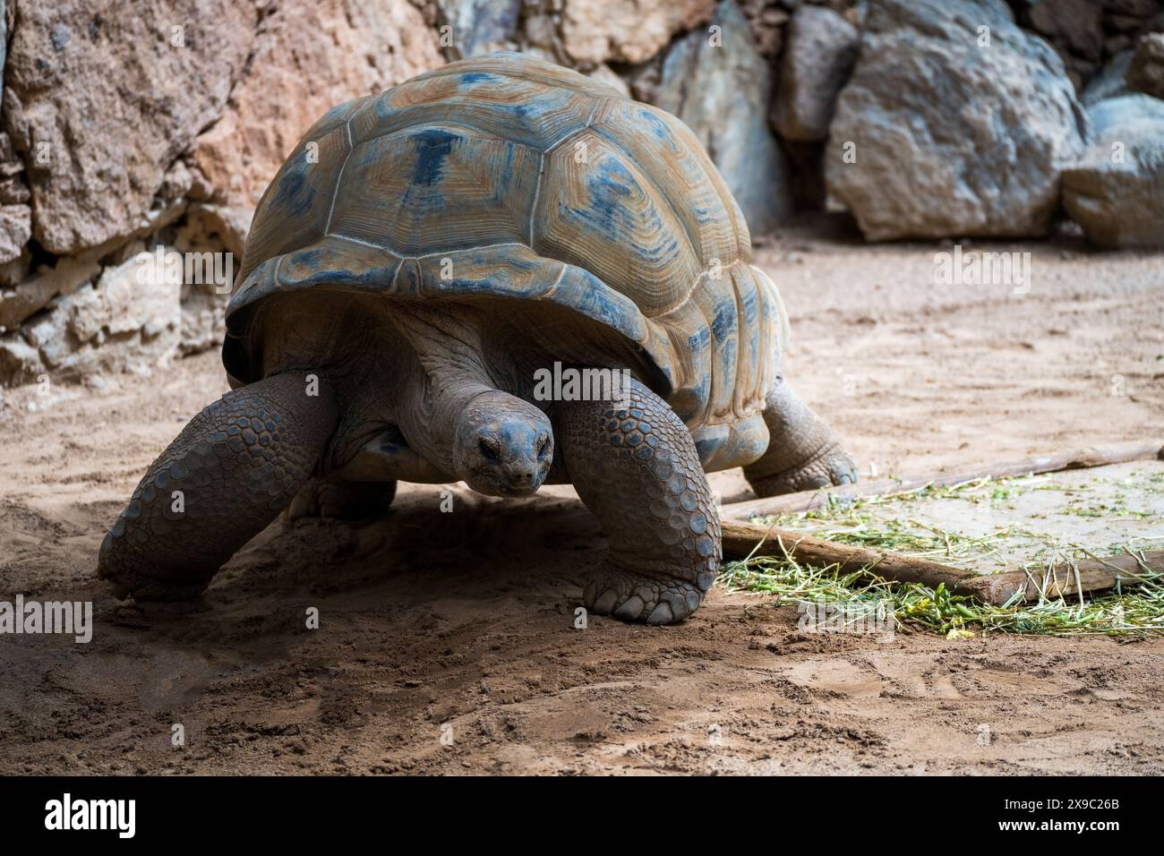 Cylindraspis triserrata Giant Tortoise Stock Photo - Alamy