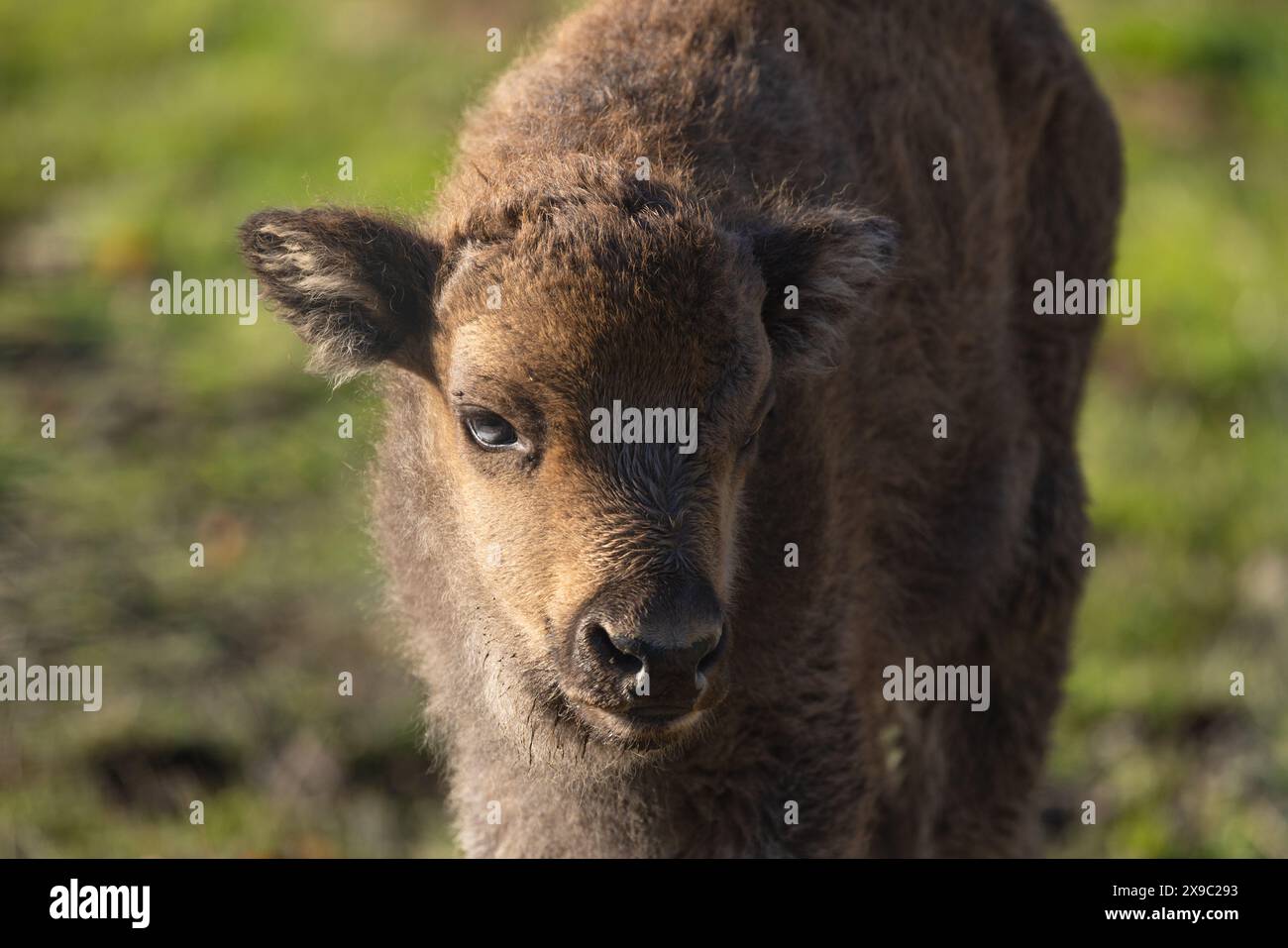 European Bison calf. Part of a conservation grazing herd introduced to ...
