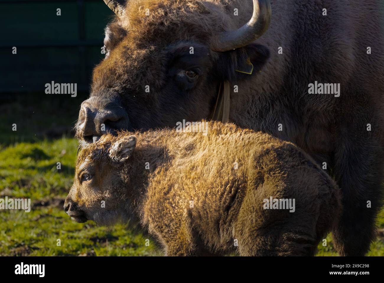 Female European Bison grooming her calf, both members of a conservation ...