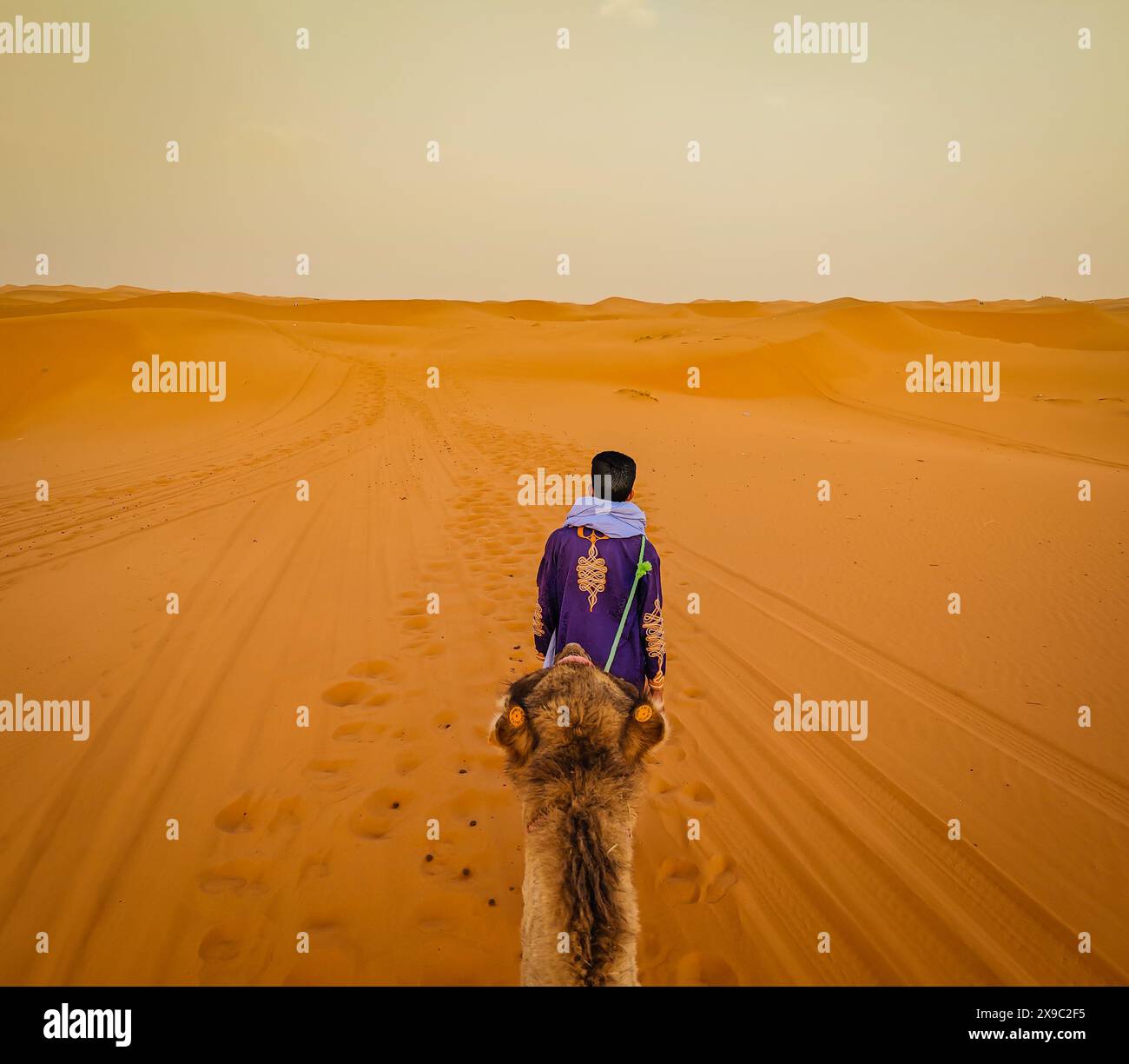 Moroccan berber bedouin walking Sahara desert with a Camel following ...