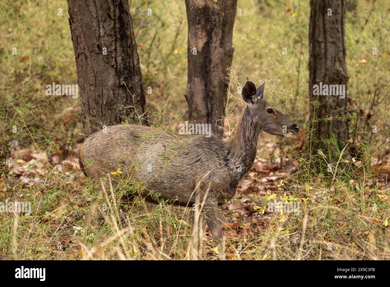 Sambar deer hi-res stock photography and images - Alamy