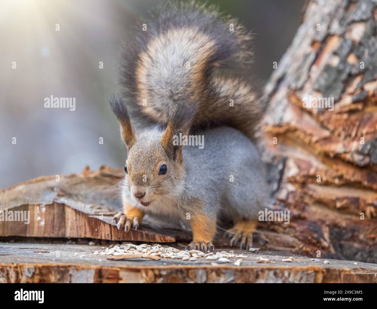 A squirrel sits on a stump and eats nuts in autumn. Eurasian red ...