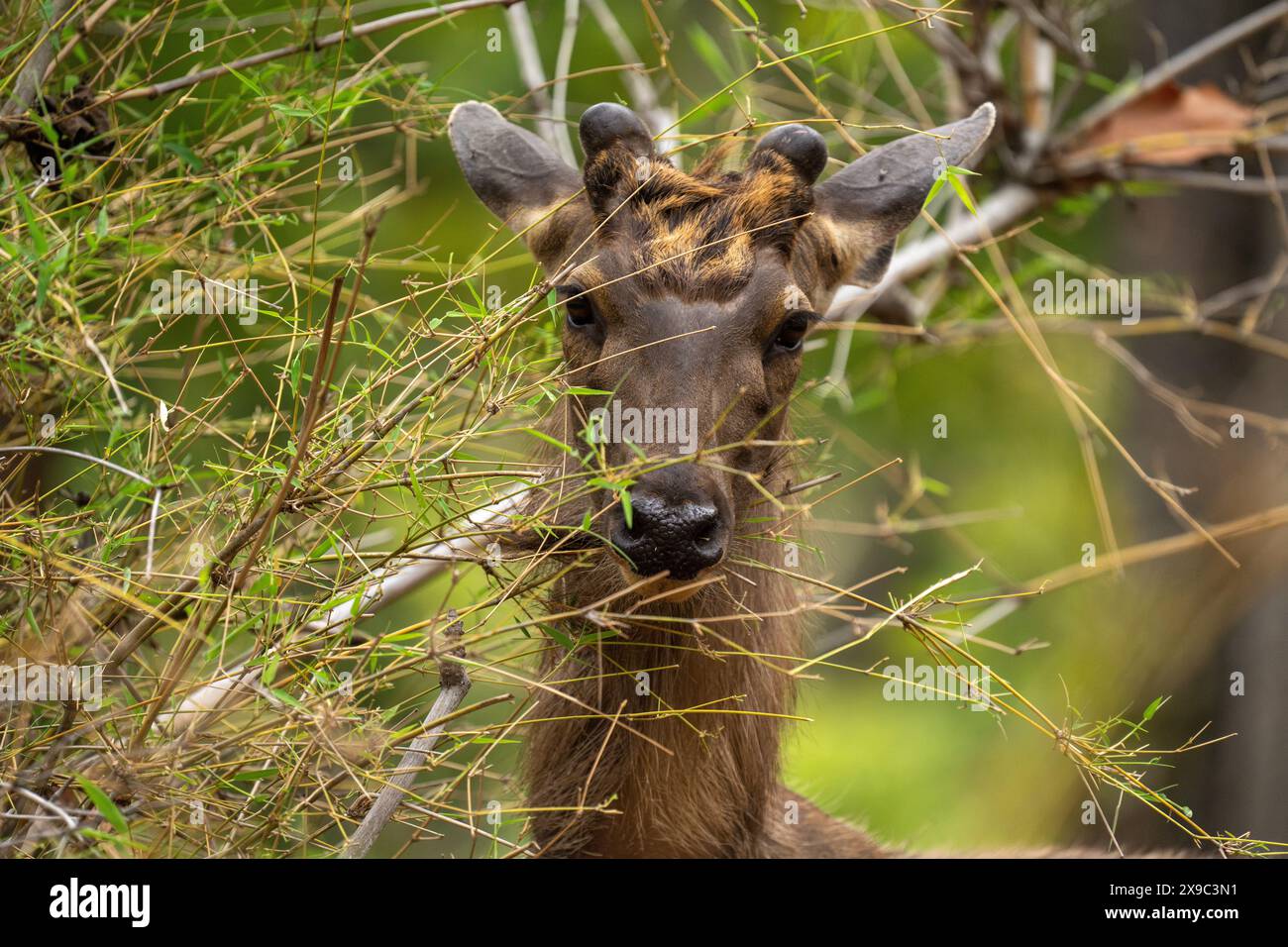 Wild sambar deer wildlife hi-res stock photography and images - Alamy