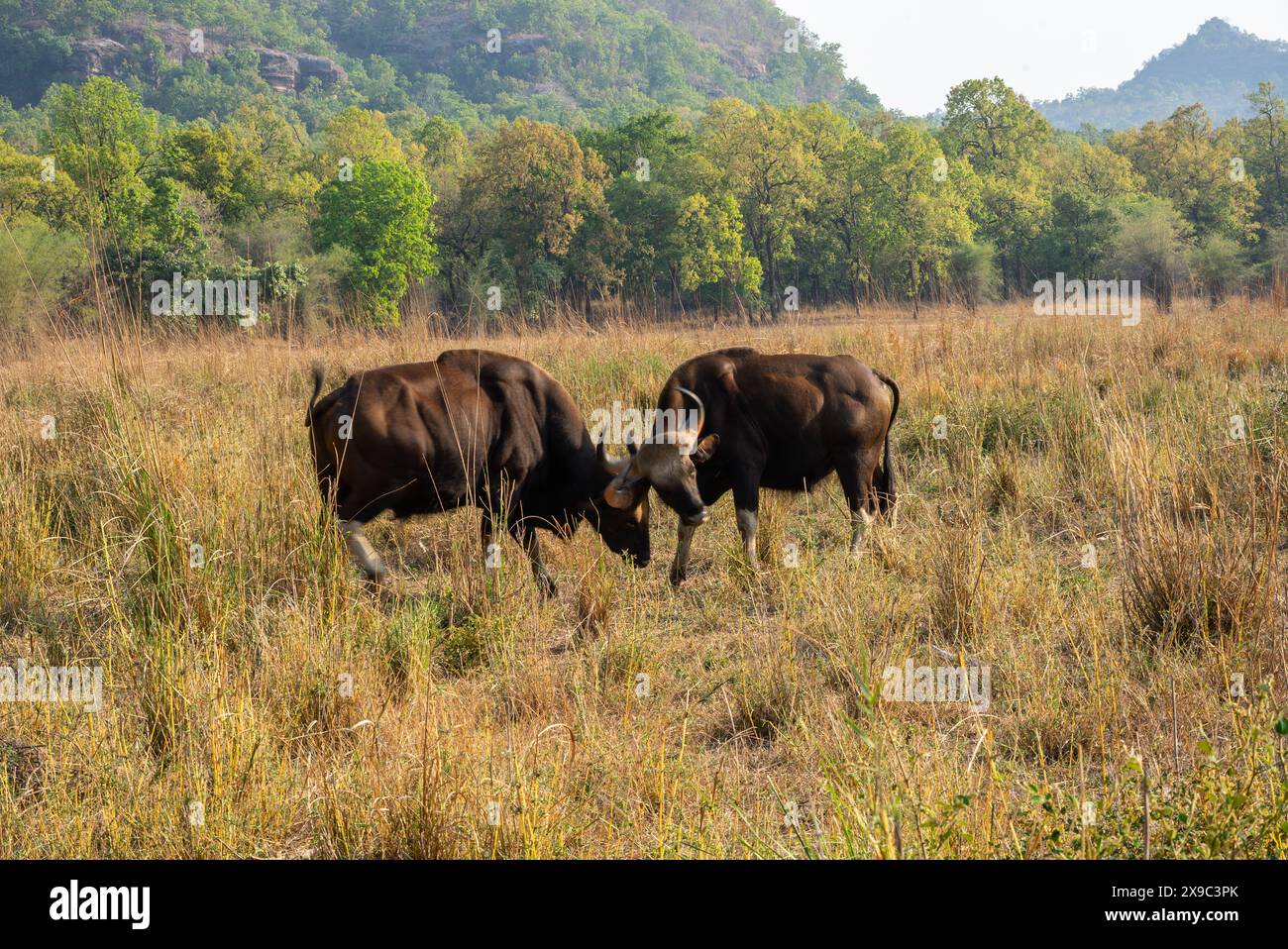 Gaur male fight In Bandhavgarh National Park India Stock Photo - Alamy