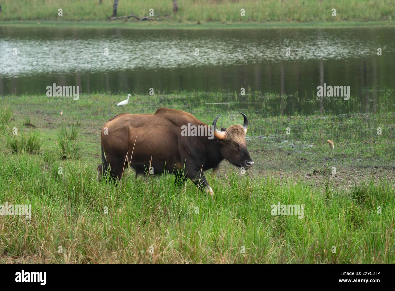 Indian gaur hi-res stock photography and images - Alamy