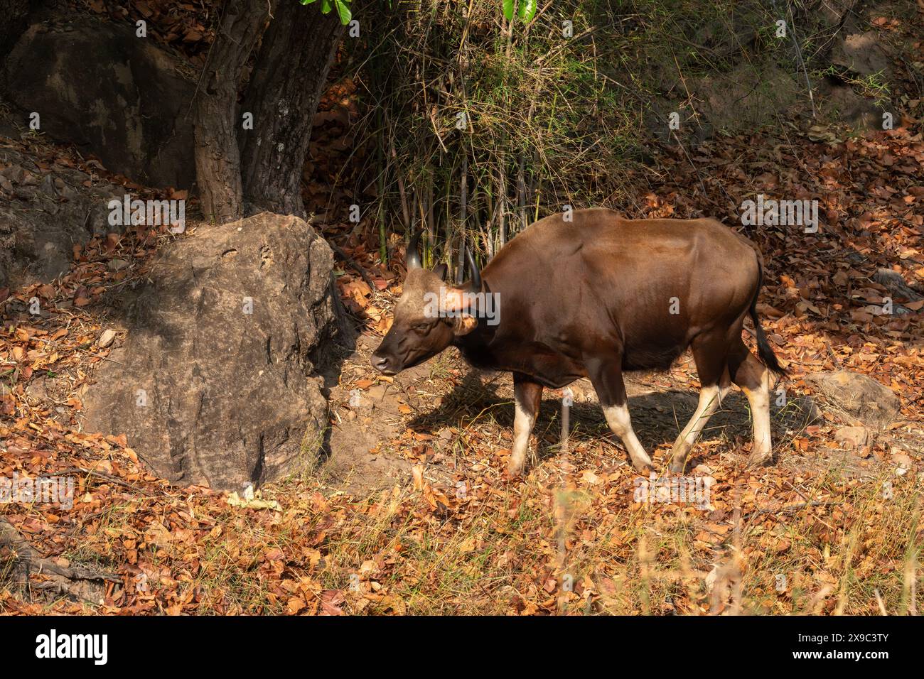 Indian gaur hi-res stock photography and images - Alamy